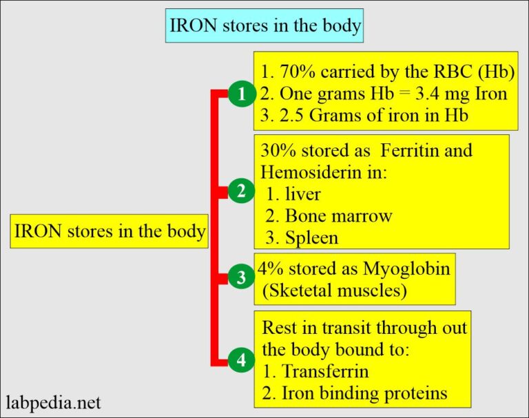 Hematology - Labpedia.net