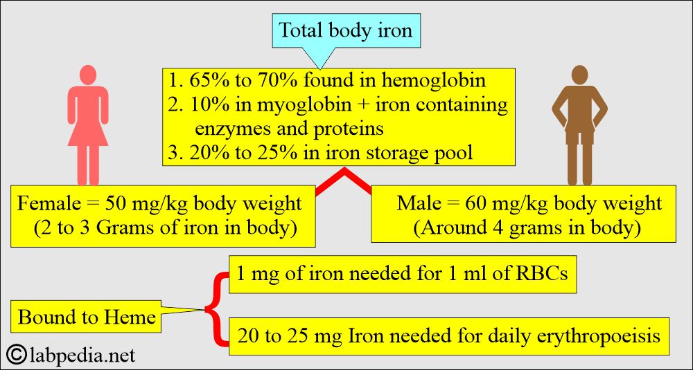 Iron Metabolism, Total Iron Binding Capacity (TIBC), Transferrin and ...