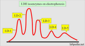 Lactate Dehydrogenase (LDH), Isoenzymes of LDH