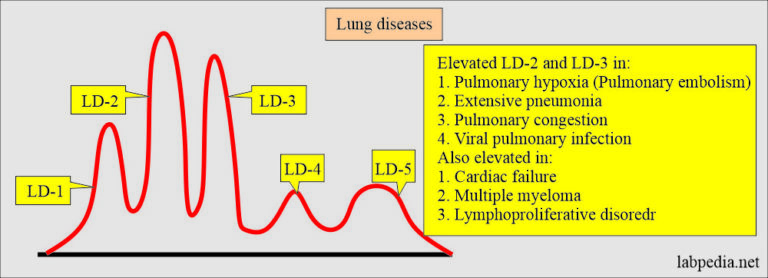 Lactate Dehydrogenase (LDH), Isoenzymes of LDH