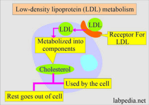 Lipoprotein:- Part 2 - Low-Density Lipoprotein (LDL), LDL- Cholesterol ...