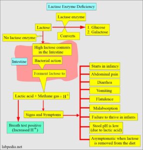 Lactase Enzyme Deficiency, Lactose Intolerance - Labpedia.net