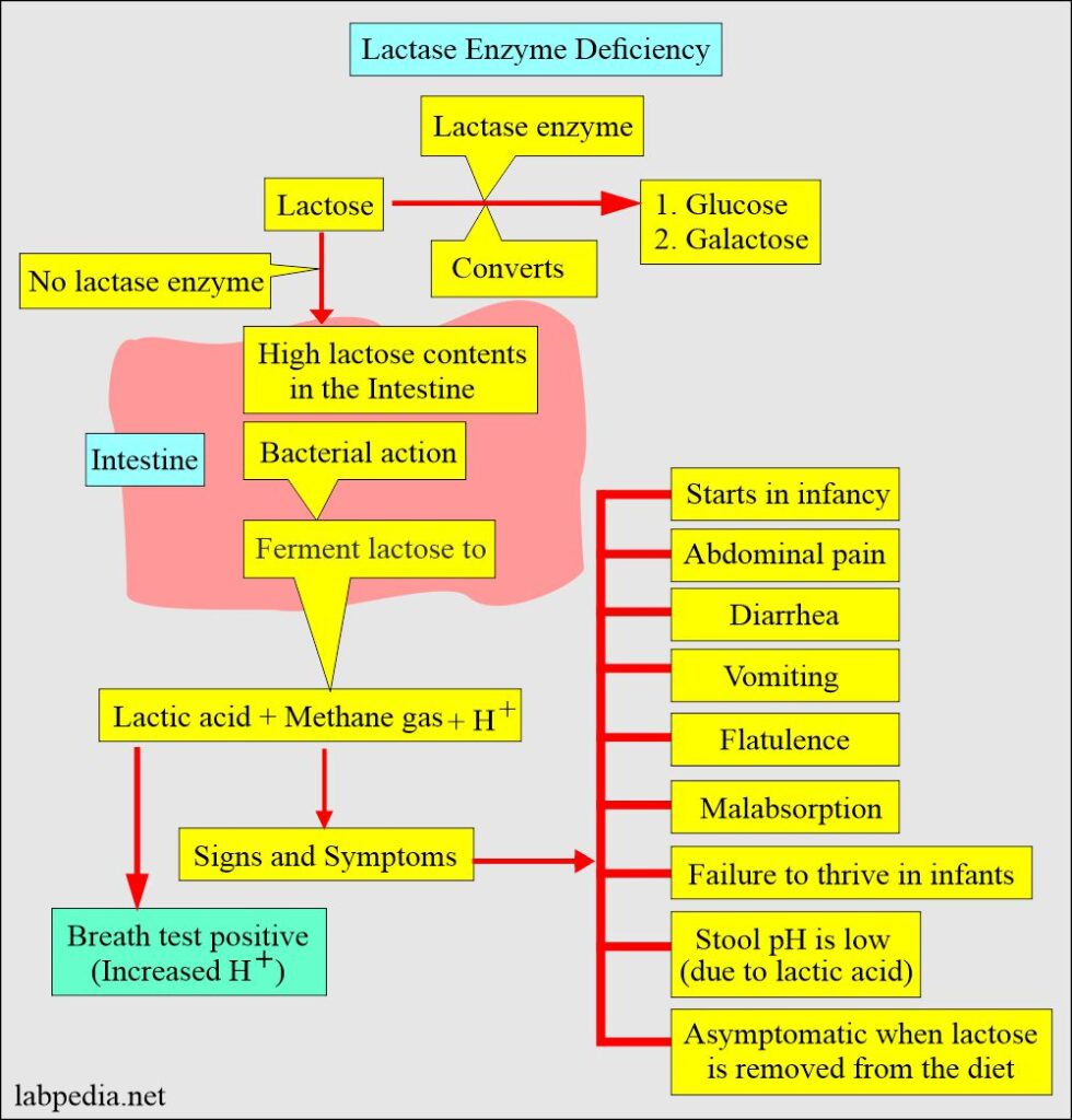 Lactase Enzyme Deficiency, Lactose Intolerance - Labpedia.net
