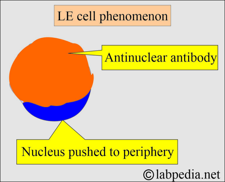 Antinuclear Factor (ANF), Antinuclear Antibody (ANA) and Its Significance - Labpedia.net