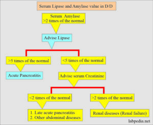 Lipase Serum - Labpedia.net