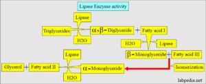 Pancreatic Functions and Acute pancreatitis - Labpedia.net