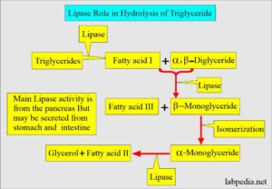 Lipase Serum - Labpedia.net