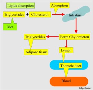 Lipids Total, Lipids Role in Our Body - Labpedia.net Prof. Riaz