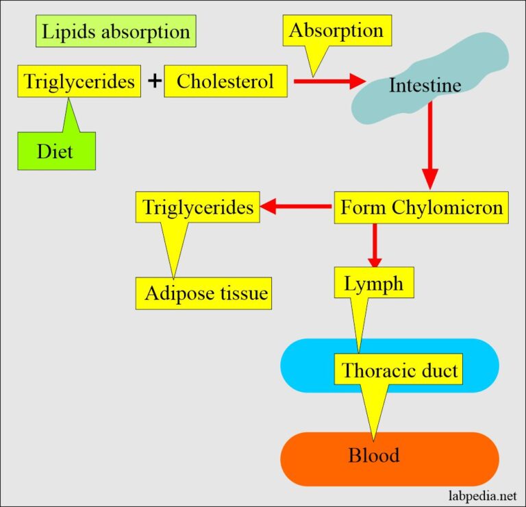 Lipids Total, Lipids Role in Our Body - Labpedia.net Prof. Riaz