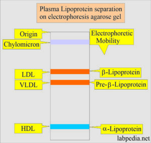 Lipoprotein: - Part 1 - High-Density Lipoprotein (HDL), HDL-Cholesterol ...