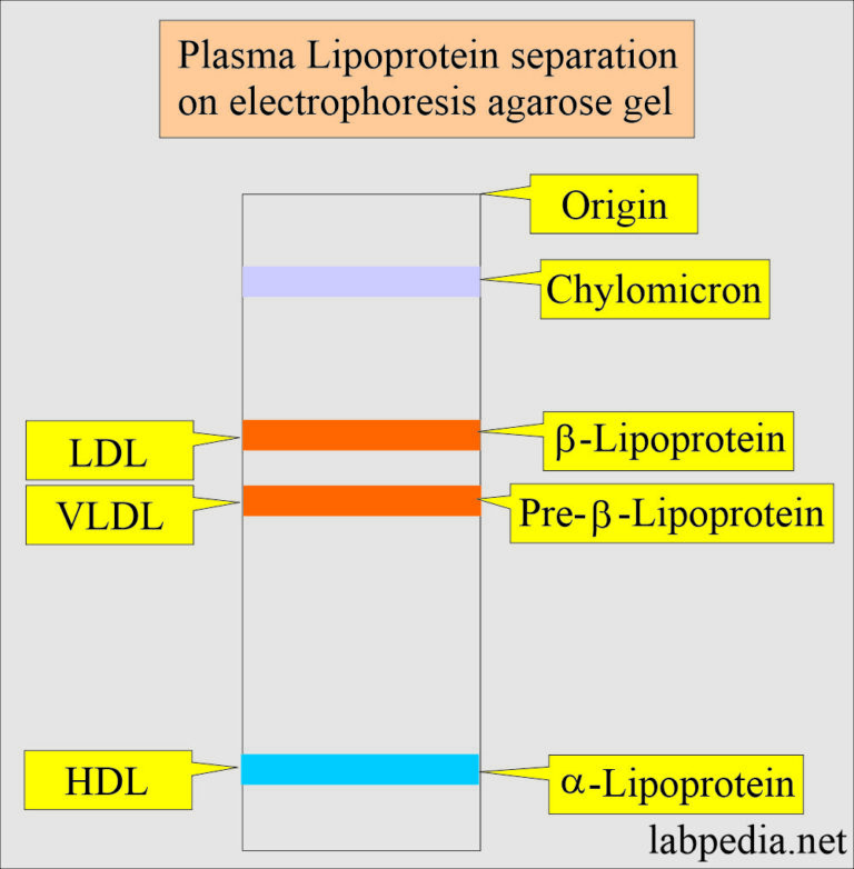 Lipoprotein:- Part 2 - Low-Density Lipoprotein (LDL), LDL- Cholesterol ...