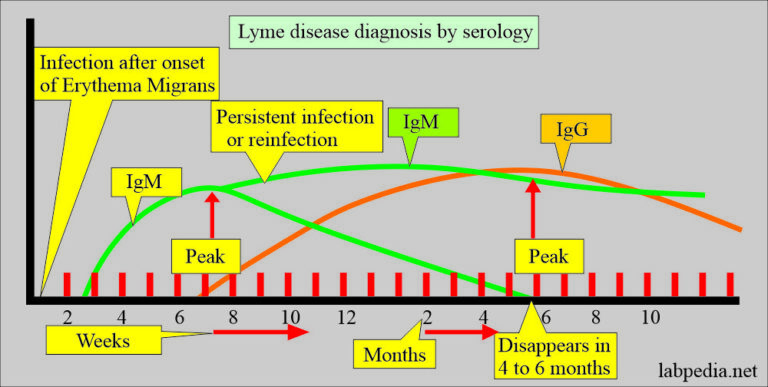 Lyme Disease Diagnosis - Labpedia.net