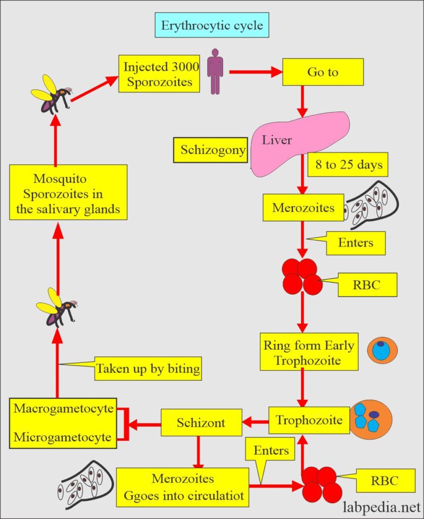 Malarial Parasite: - Part 1 - Plasmodium Life Cycle and Diagnosis ...