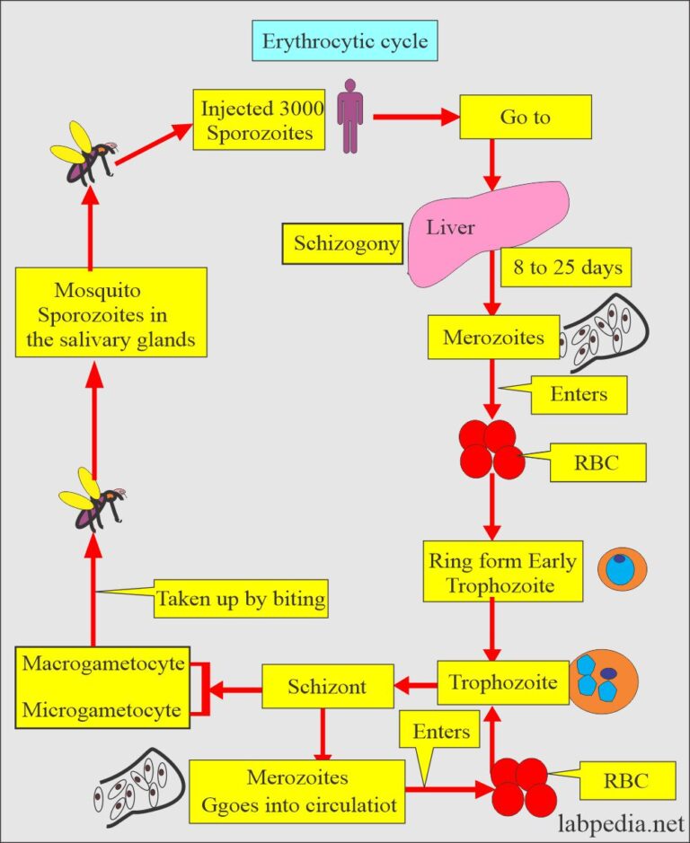 Malarial parasite:- Part 2: - Plasmodium Falciparum, Blackwater Fever ...