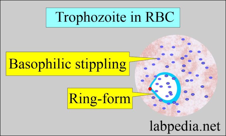 Parasitology - Labpedia.net