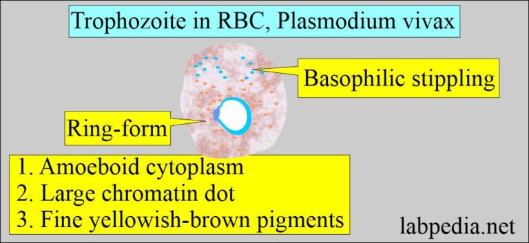 Malarial parasite:- Part 3 - Plasmodium vivax, Benign Tertian Malaria ...