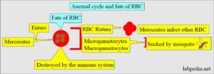Malarial Parasite: - Part 1 - Plasmodium Life Cycle and Diagnosis ...