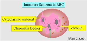 Malarial Parasite: - Part 1 - Plasmodium Life Cycle and Diagnosis ...