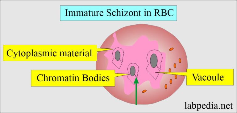 Malarial Parasite: - Part 1 - Plasmodium Life Cycle and Diagnosis ...