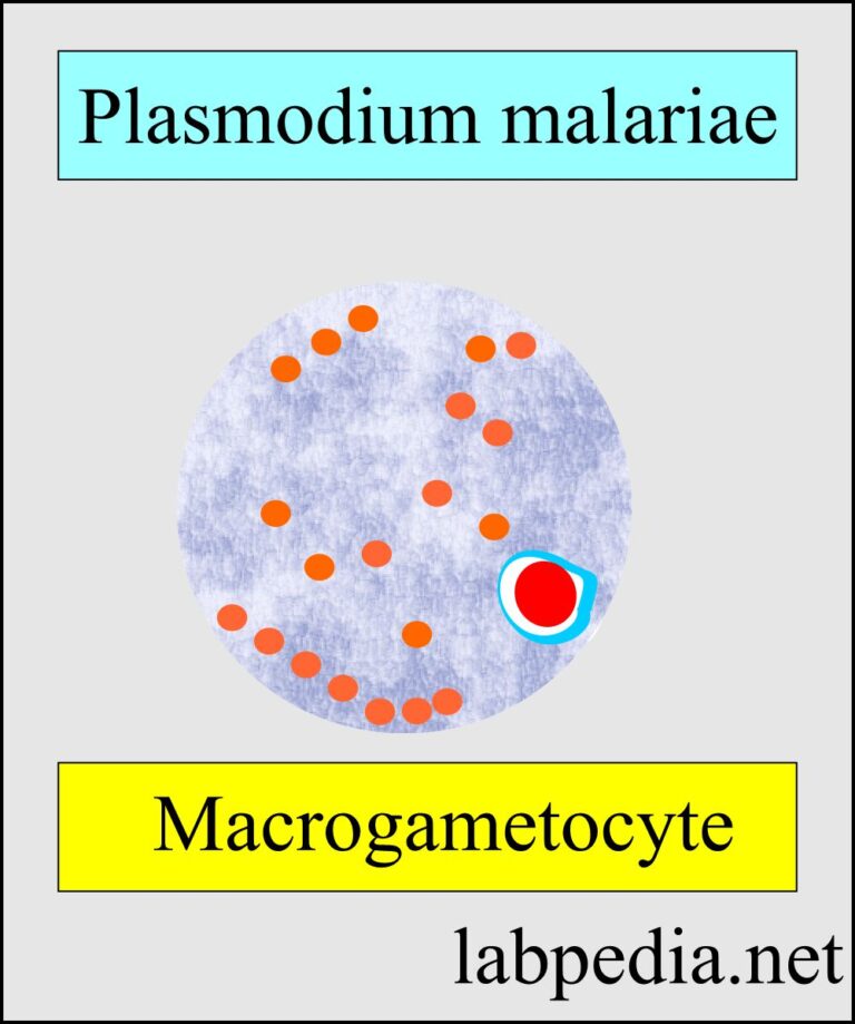 Malarial parasite:- Part 4 - Plasmodium Malariae, Benign Quartan ...