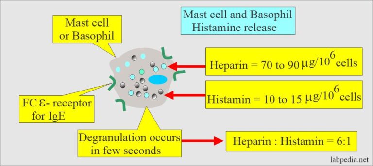 Chapter 11:- Type 1 Hypersensitivity reaction, Anaphylaxis, Atopy, and ...