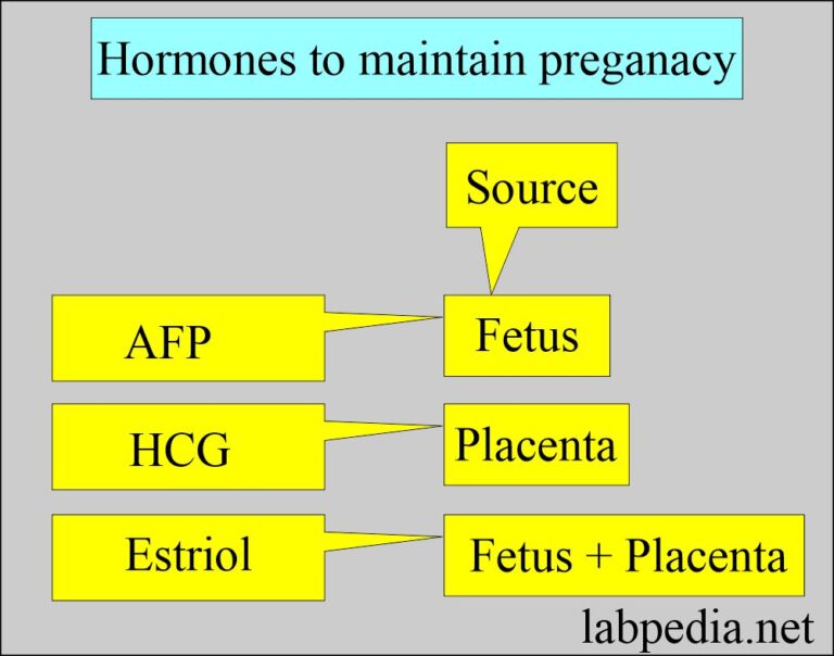 Maternal screening:- Part 2 - Prenatal Screening For Genetic ...