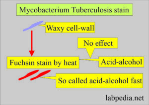Mycobacterium Tuberculosis:- Part 4 - AFB Stain (Acid Fast Bacilli ...