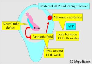 Understanding Alpha-Fetoprotein (AFP) and Its Importance