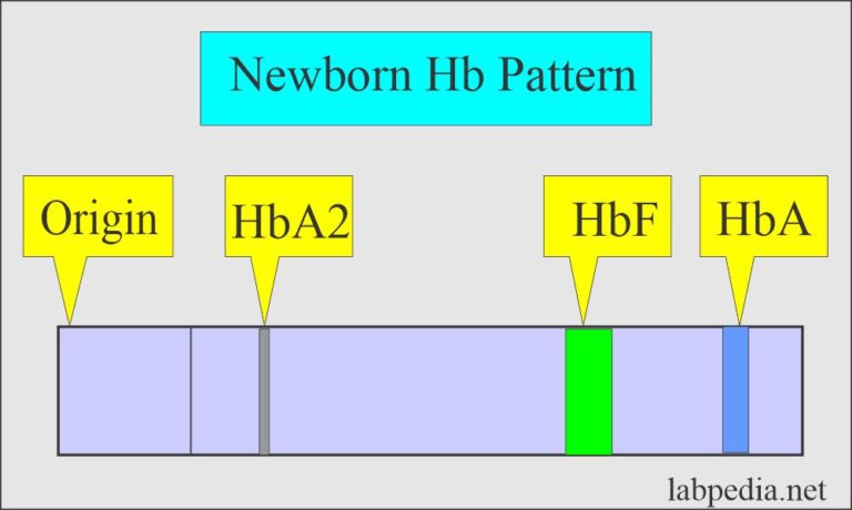 Fetal hemoglobin (HbF), Alkali resistant hemoglobin