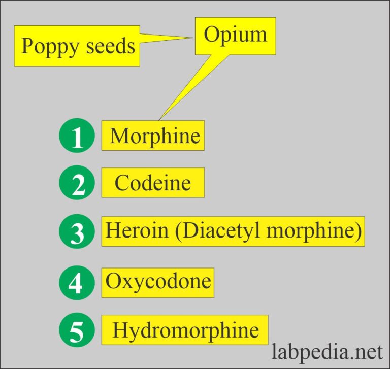 Urine Screening for Drug Abuse - Labpedia.net