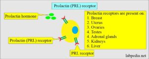 Prolactin (PRL) - Labpedia.net
