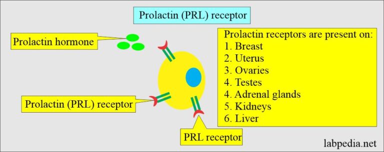 Prolactin (PRL) - Labpedia.net