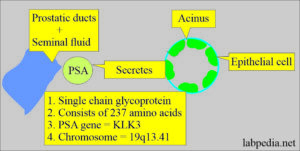 Prostatic Specific Antigen (PSA) - Labpedia.net