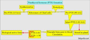 Parathyroid hormone (PTH) - Labpedia.net