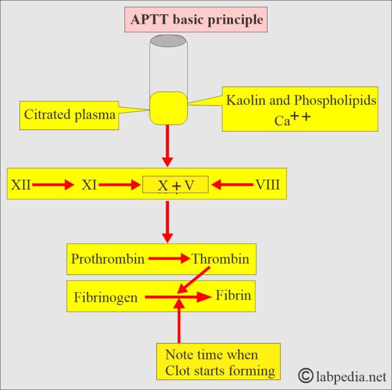 Coagulation:- part 4 - Partial Thromboplastin Time (PTT) and APTT ...
