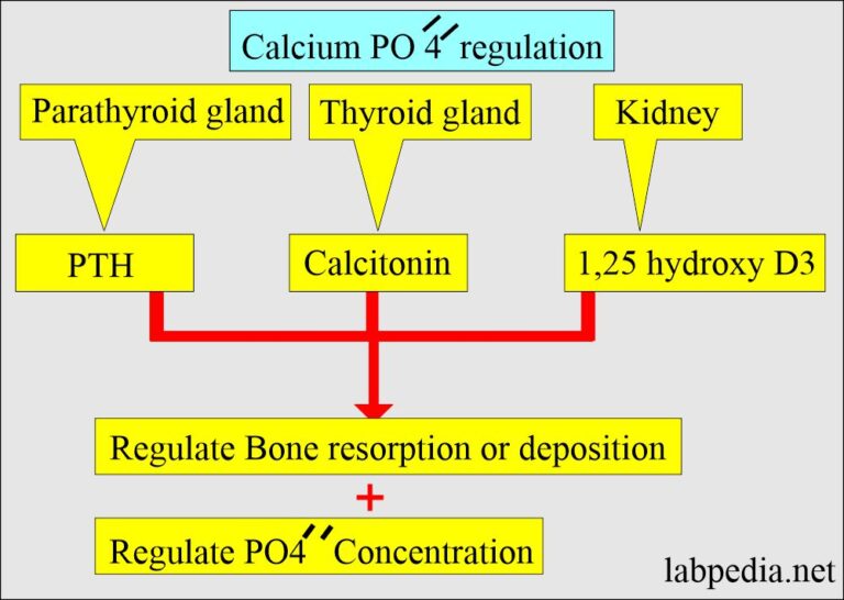 Phosphorus (P), Inorganic Phosphate (PO4), Inorganic Phosphorus ...