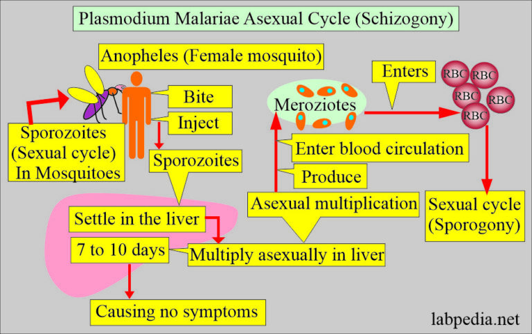 Malarial parasite:- Part 4 - Plasmodium Malariae, Benign Quartan ...