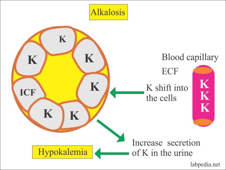 Electrolytes – Part 1 – Potassium (K+) Blood – Labpedia.net