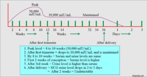 Pregnancy:- Part 2 - Beta-HCG Level, β-HCG, Human Chorionic ...