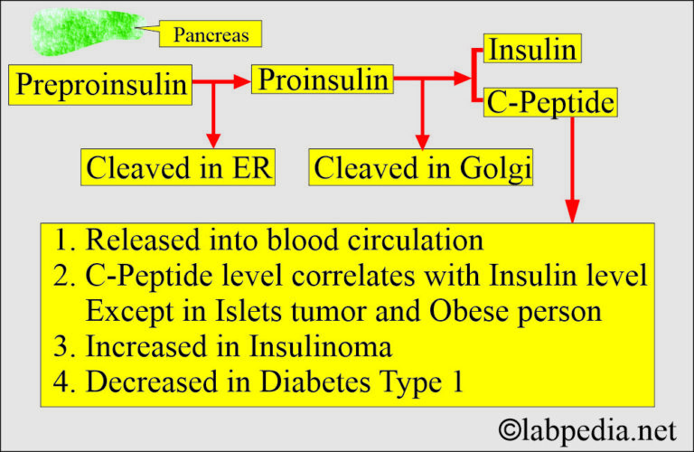 C-Peptide, Insulin, Proinsulin and Interpretations - Labpedia.net