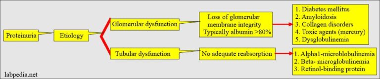 Urine protein 24-hour, Classification of Proteinuria - Labpedia.net