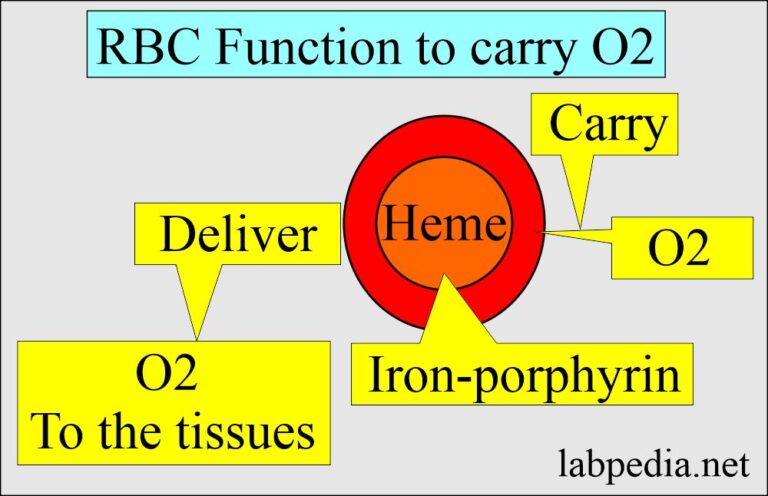 Hemoglobin: - Part 1 - Hemoglobin (Hb) structure and Functions ...