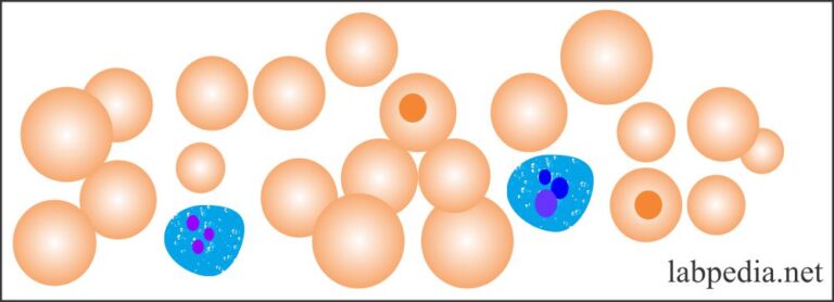 complete blood count, red blood cell morphology