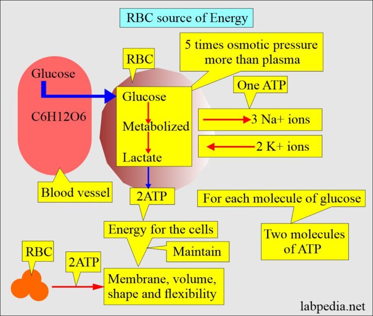 complete blood count, red blood cell morphology