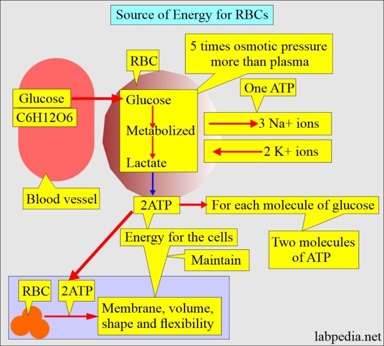 Red blood cell- part-1-Erythropoeisis, RBC counting procedure