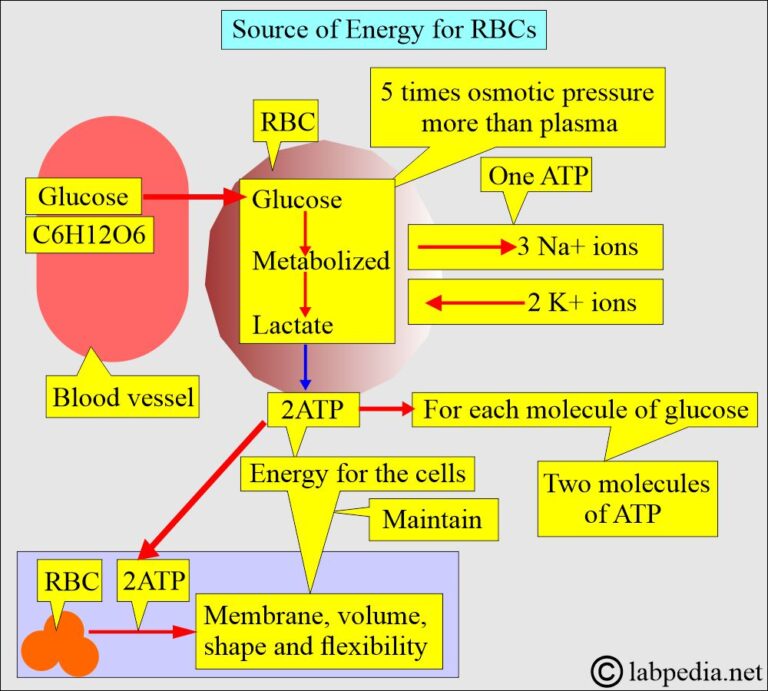 complete blood count, red blood cell morphology