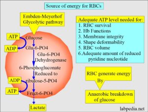 Red blood cell- part-1-Erythropoeisis, RBC counting procedure