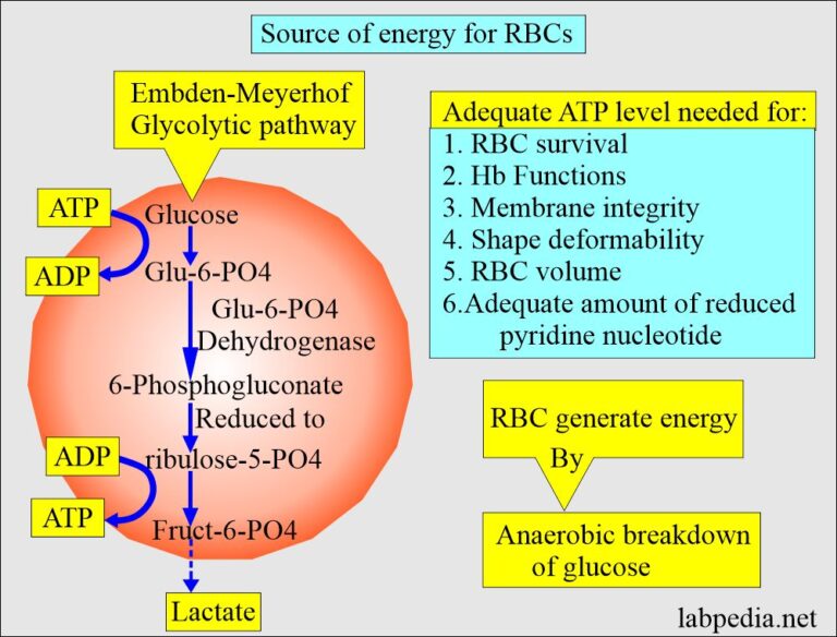 Red blood cell- part-1-Erythropoeisis, RBC counting procedure