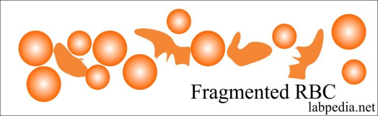 complete blood count, red blood cell morphology