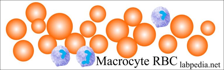 complete blood count, red blood cell morphology